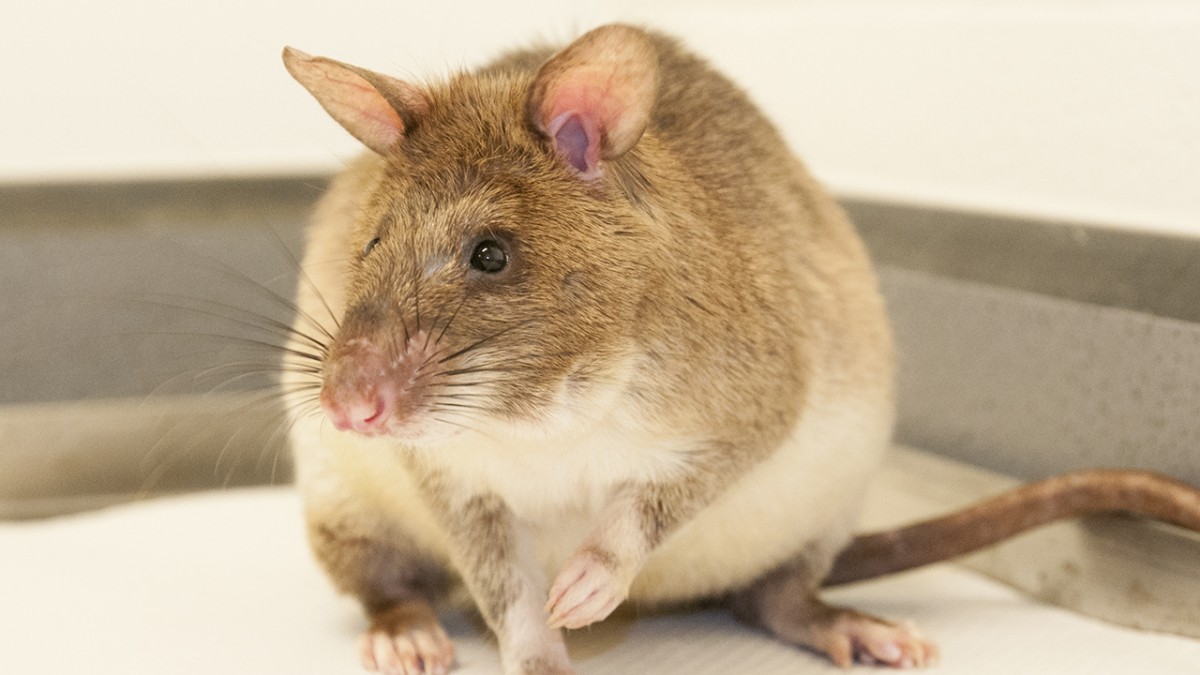 Scientists Tackle Breeding Challenges Of Land Mine finding Rats Scientists Tackle Breeding Challenges Of Land Mine finding Rats