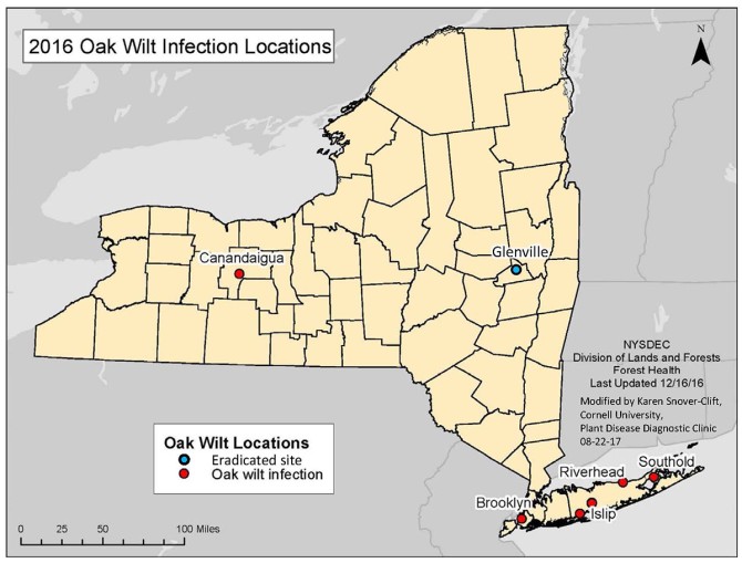 Oak wilt found in six new New York locations | Cornell Chronicle