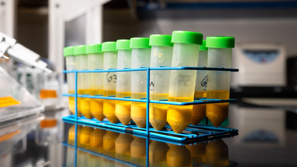 Cornell to help pinpoint cause of massive honeybee die-offs | Cornell ...