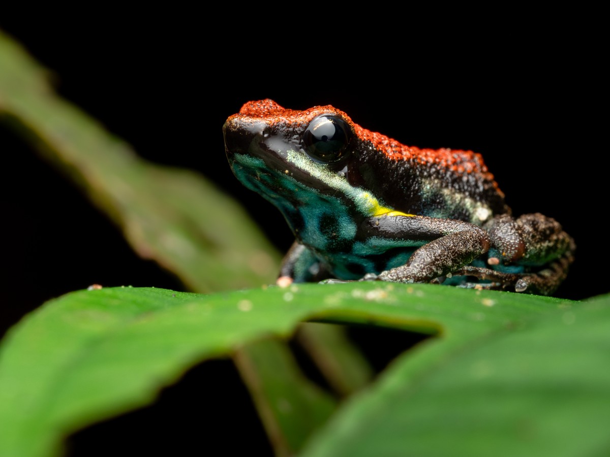 Ph.D. student’s nonprofit seeks to protect Amazonian biodiversity and ...