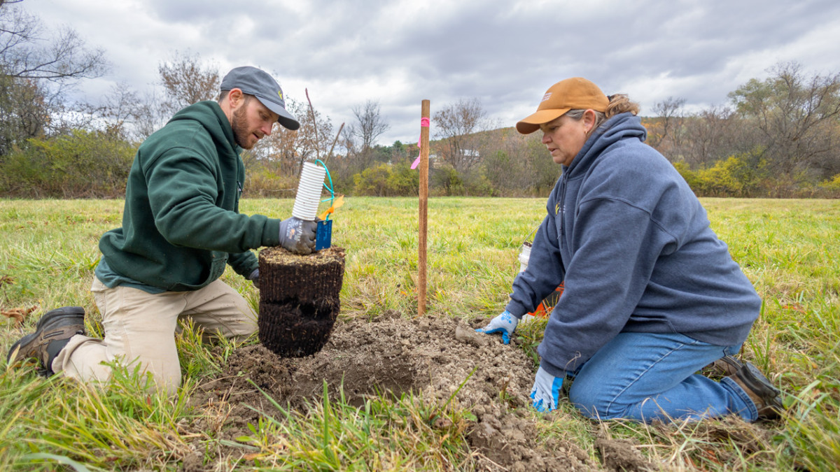 Cornell ash trees aim to beat back borer insects | Life in the Finger Lakes
