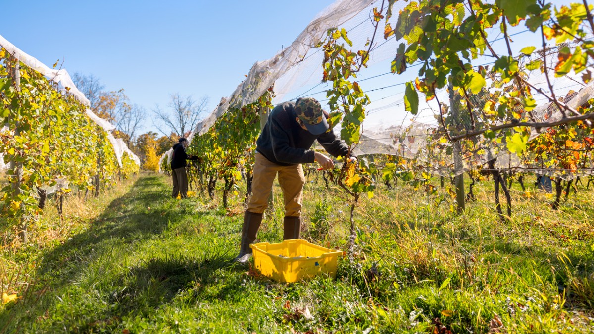 Cornell creates transformative tech for wine industry | Cornell Chronicle