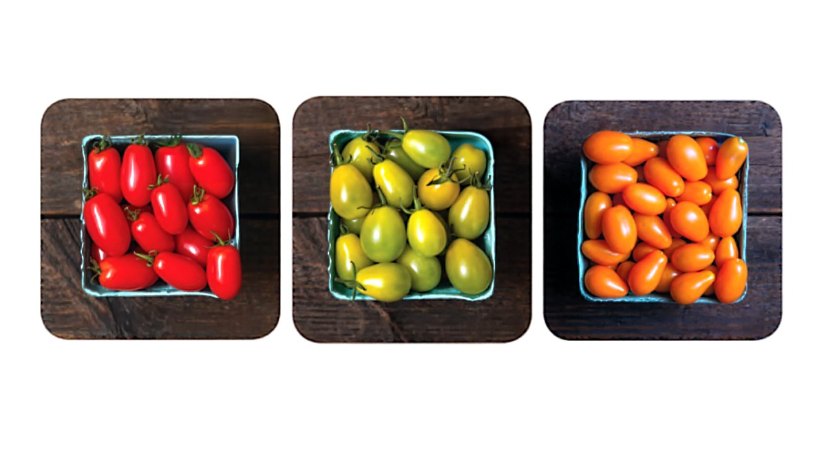 ‘Galaxy’ of grape tomatoes shines with three new varieties | Cornell ...