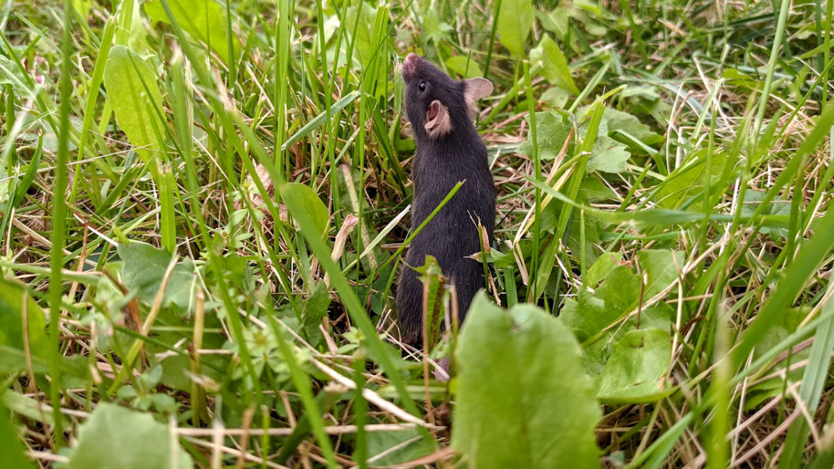In lab mice rehomed to fields, anxiety is reversed | Cornell Chronicle