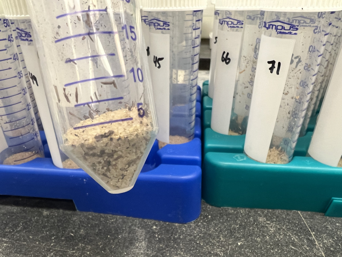 Soil molecular diversity spikes as microbes decompose plants | Cornell ...