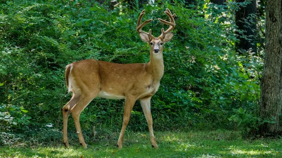 Study teases out strategies to prevent fatal deer disease re-entering ...