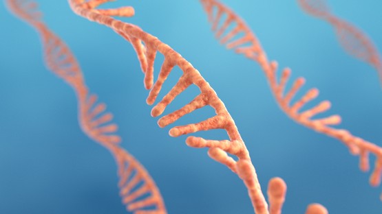 New atlas of mRNA variants captures inner workings of brain | Cornell ...