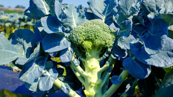Eastern Broccoli Project partnership leads to promising variety ...