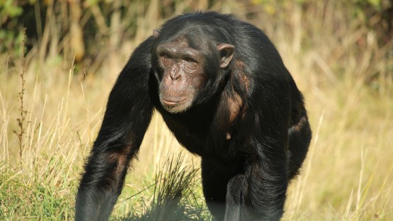 Humans have lost half primate ancestors' gut bacteria | Cornell Chronicle