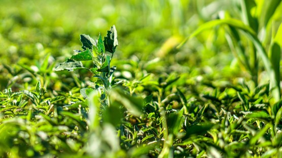 Timing is everything for weed management | Cornell Chronicle