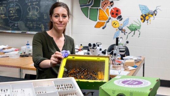 Bumblebee research sparks rapid industry change | Cornell Chronicle
