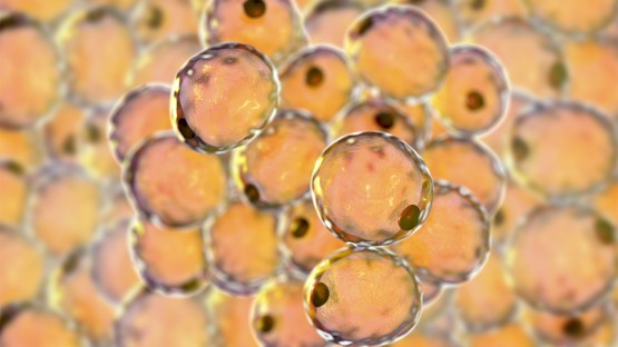 Circadian clocks play key role in fat cell growth | Cornell Chronicle
