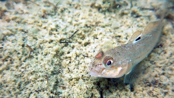 DNA breakthrough detects genetic diversity of invasive fish | Cornell ...