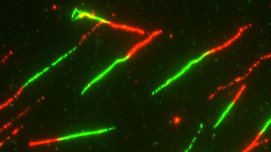 Discovery explains cancer chemotherapy resistance, offers solution ...