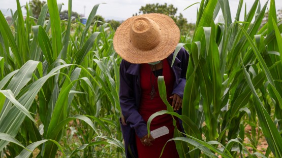 Cornell alumni honored for plant breeding work in Africa | Cornell ...