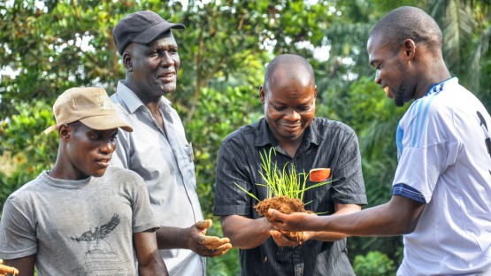 $14M grant to adapt West African rice production to climate | Cornell ...