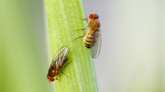 Fruit flies use two muscles to control pitch for stable flight ...
