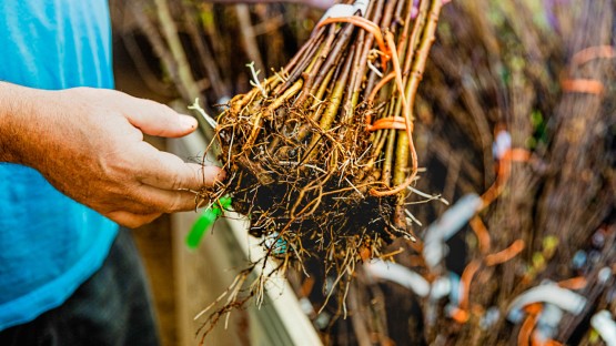 Three new apple rootstocks bolster Geneva’s program | Cornell Chronicle