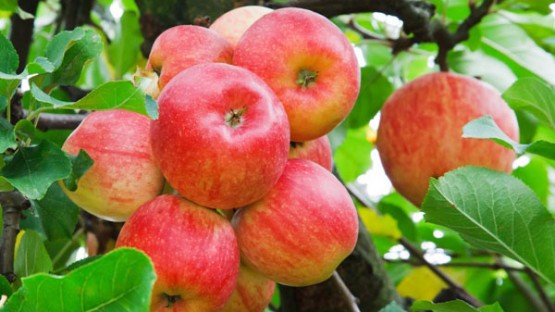 Genomic insights reveal the surprising journey of the apple | Cornell ...