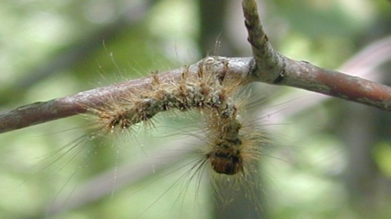 Fungal spore 'death clouds' key in gypsy moth fight | Cornell Chronicle