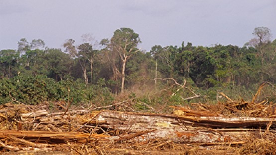 Research: Climate impacts of land use are underestimated | Cornell ...