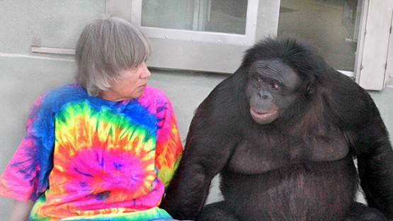 Workshop takes transdisciplinary approach to great ape communication ...