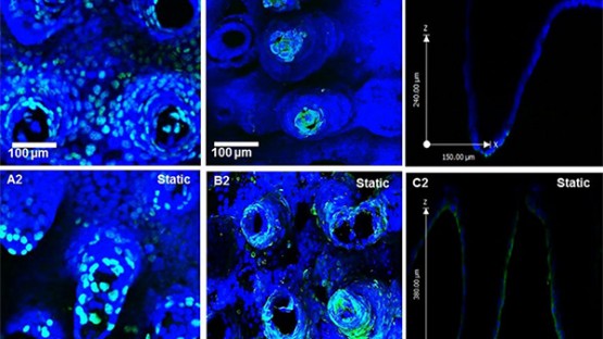 3-D printed artificial gut creates realistic model for research ...