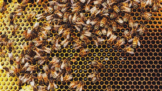 Entrepreneurs present beehive monitoring technology to D.C ...