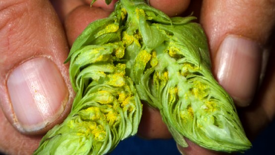 Hop yard takes root in Geneva | Cornell Chronicle