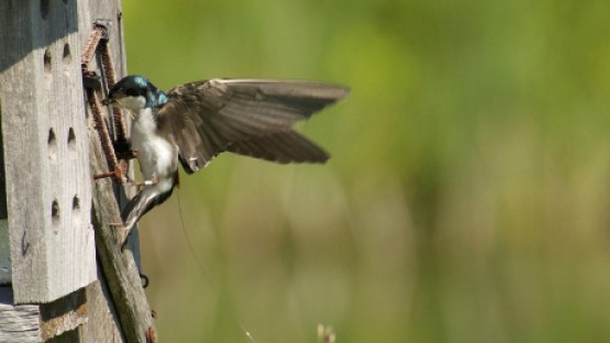 Solar-powered tag allows tracking of songbird migration | Cornell Chronicle