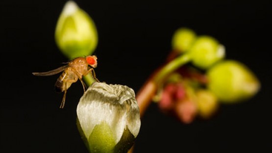Experiment reveals diet, immunity and gene links in fruit fly | Cornell ...