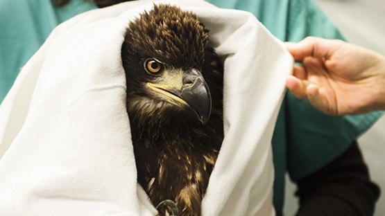 Collateral damage: Man-made toxins threaten raptors | Cornell Chronicle