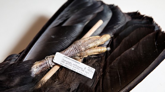 Research museum secures rare California condors | Cornell Chronicle