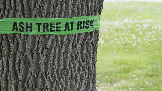 CU experts confirm emerald ash borer in Buffalo, Rochester | Cornell ...