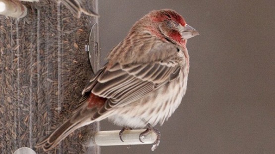 House finches with pink eye reveal the secrets of disease virulence ...