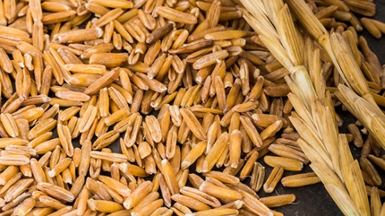 Farmers get guidance on growing new perennial grains | Cornell Chronicle