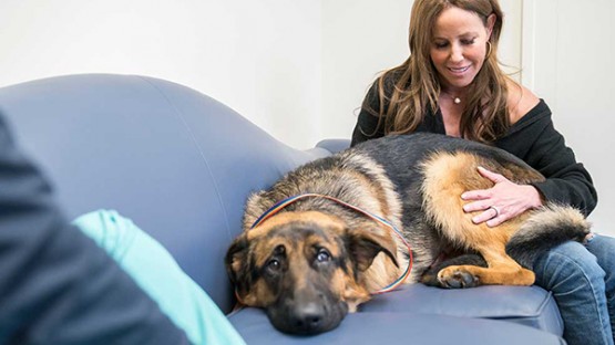 Cornell vets perform rare procedure to cure puppy’s cardiac condition ...