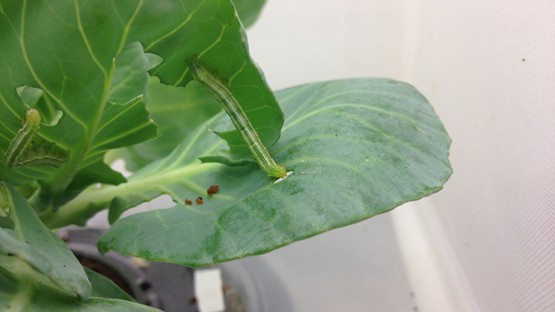 Landscapes surrounding farms affect insect pests, crop yields, study ...