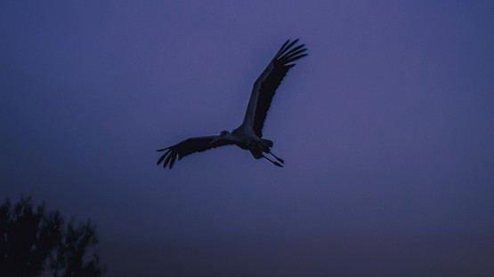 New maps use radar to forecast bird migration | Cornell Chronicle