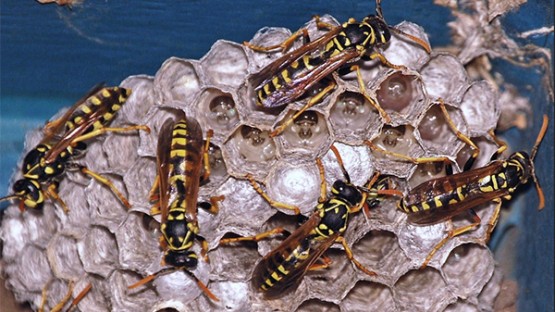 Female worker wasps stuff males into nest cells to keep them from ...