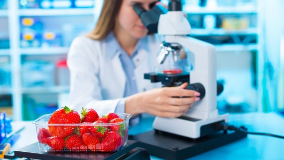 $900K USDA grant will further study of food physics and manufacturing ...