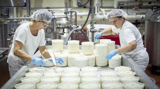 Cheesemakers savor Cornell’s dairy incubator expertise | Cornell Chronicle