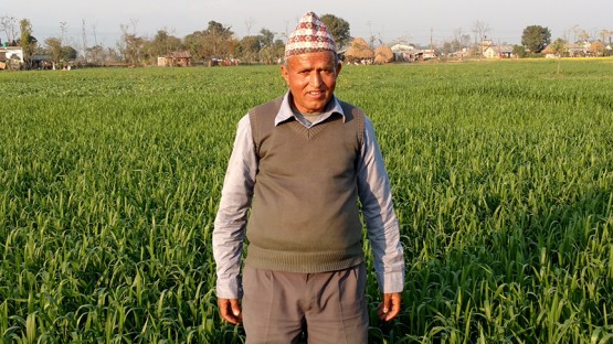 Community-based Seed System Initiative thrives in Nepal | Cornell Chronicle