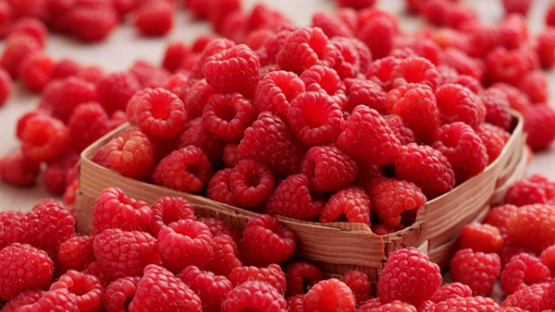 Cornell releases two new raspberry varieties | Cornell Chronicle