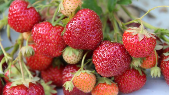New high-yield strawberry, raspberry varieties released | Cornell Chronicle