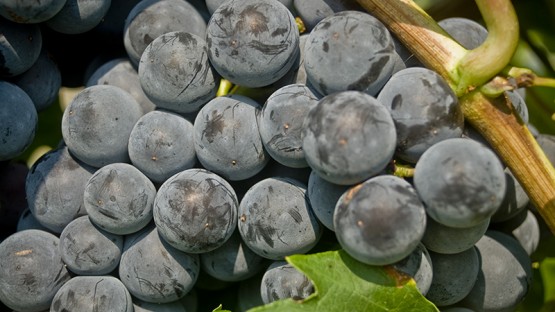 Big, blue Everest Seedless is Cornell’s newest grape | Cornell Chronicle
