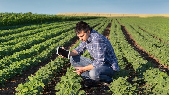 Food supply chain app wins digital ag hackathon | Cornell Chronicle