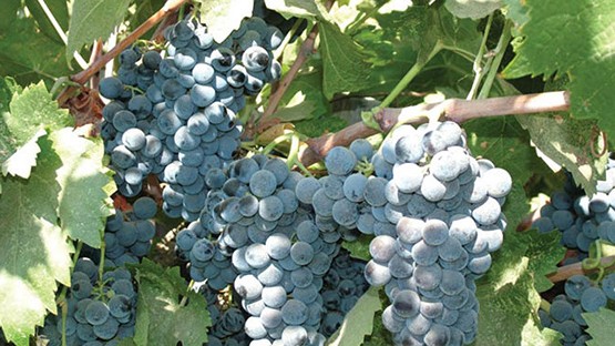 CU begins 'new era' in grape research in Lake Erie region | Cornell ...