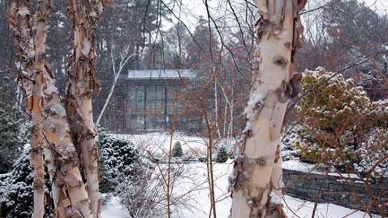Enjoy Winter Solstice at the Botanic Gardens | Cornell Chronicle