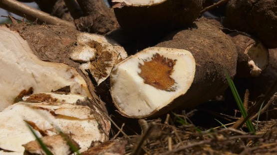 Study measures consumers’ demands for cassava | Cornell Chronicle